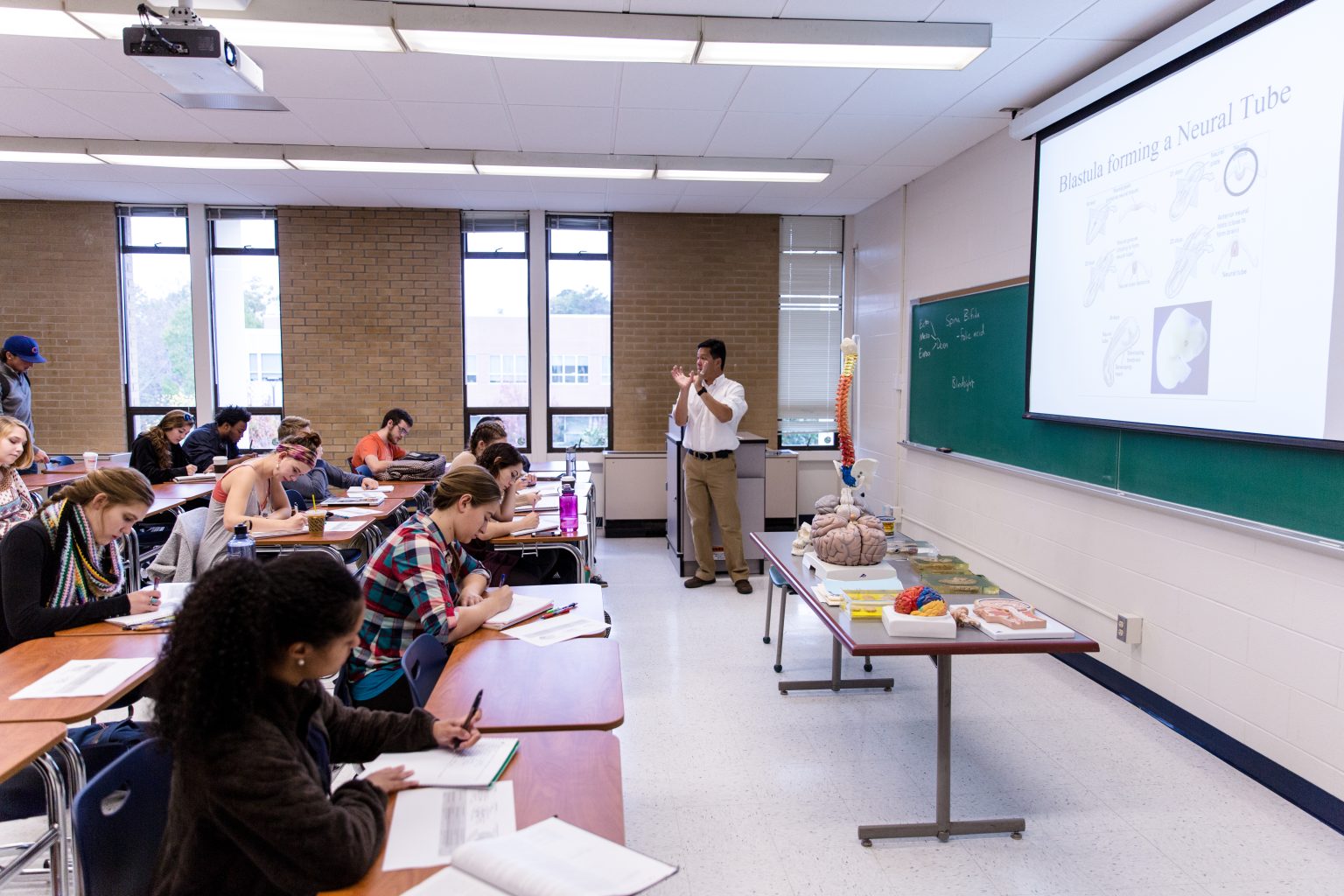 Neuroscience Minor - Open to All Majors | UNC Asheville